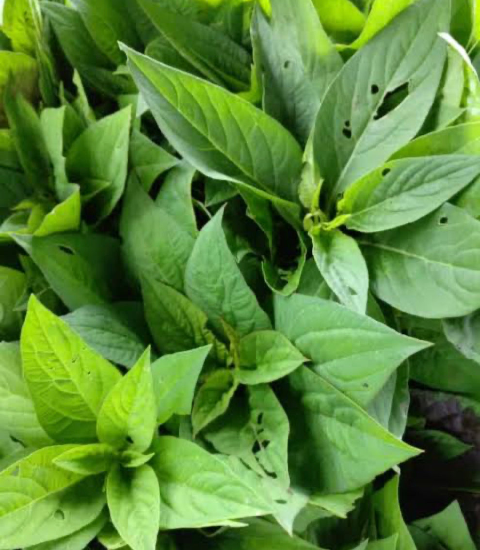 Lagos Spinach (Shoko) Seeds – Eudana Farms